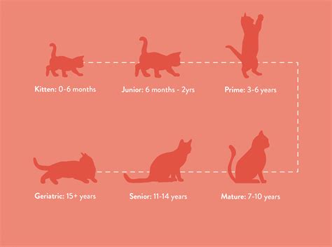 Cat And Kitten Feeding Guide How Much When And What To Feed To Your Cat