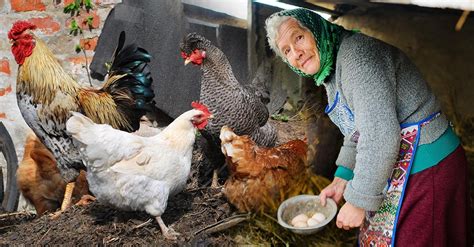 დედამთილის სახლში „მონა იზაურა“ გავხდი ფრინველებზე ზრუნვით ჯანმრთელობა გავინადგურე რჩევები