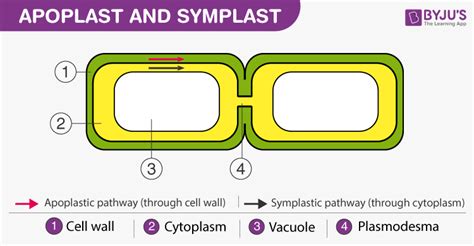 Differences Between Apoplast And Symplast Pathway