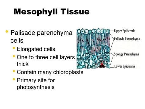 Ppt Plant Structure And Function Leaves Powerpoint Presentation