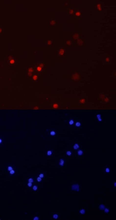 Humanmouse Runx3cbfa3 Antibody Randd Systems™ 100ug Unlabeled