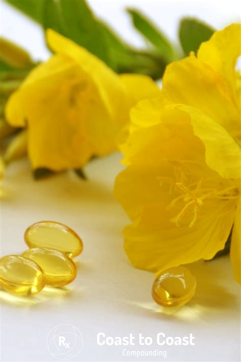 Evening Primrose And Its Benefits Evening Primrose Evening