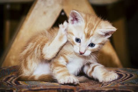 Cute Ginger Tabby Striped Kitten In A Funny Pose Stock Image Image Of