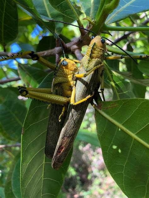 Giant Red Winged Grasshopper Tropidacris Cristata Artofit