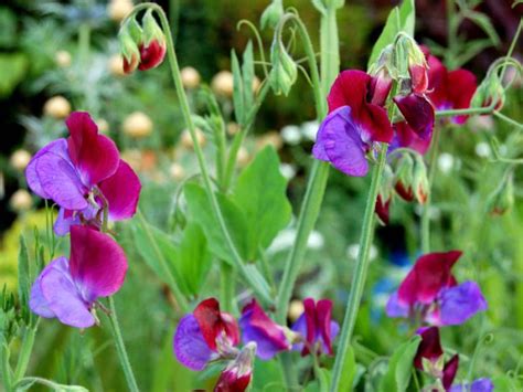 Душистый горошек выращивание из семян посадка и уход в открытом грунте