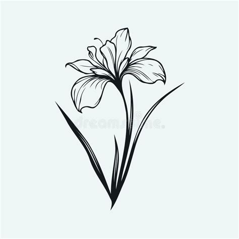 Illustrator Artwork In Engraving Style Set Of Contour Iris Flower