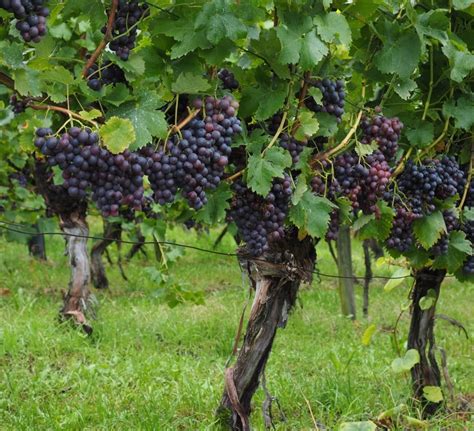 Vite Vitis Vinifera Musante Tasso
