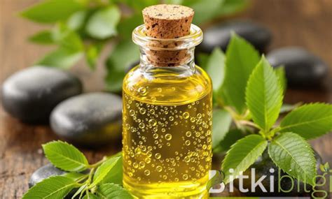Çay Ağacı Yağı Doğal Şifa Kaynağı Bitki Bilgi