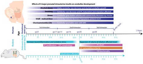Critical Periods And Vulnerability Of Cerebellar Development In Human