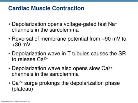 Cardiac Muscle Contraction Ppt Download