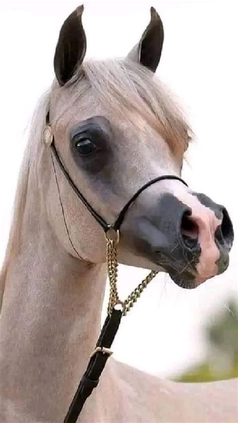 Pin by El sayed awad on منشورات من خلالك Beautiful arabian horses