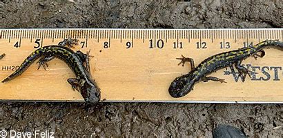 Santa Cruz Long Toed Salamander Ambystoma Macrodactylum Croceum