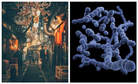 Bacteria Carnívora Que Mata En 2 Días Alerta Por Aumento De Casos