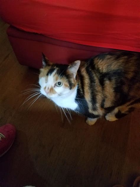 10000 Best Found Cat Images On Pholder Aww Cats And Illegally Smol Cats