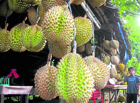 Philippines To Export 260m Worth Of Durian To China Inquirer Business