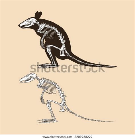 Kangaroo Fossil Over 26 Royalty Free Licensable Stock Illustrations