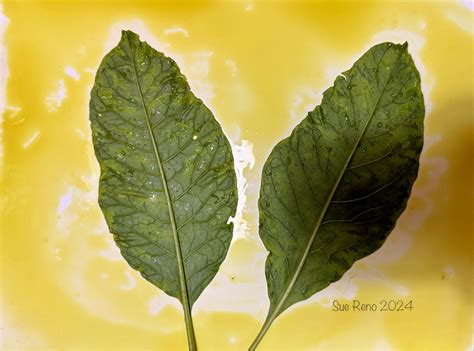 Sue Reno Studio Experiments In Wet Cyanotype Part 90