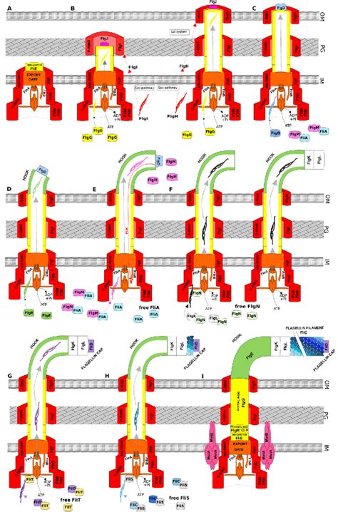 Schematic Representation Of Flagellar Assembly In Nine Arbitrary Steps