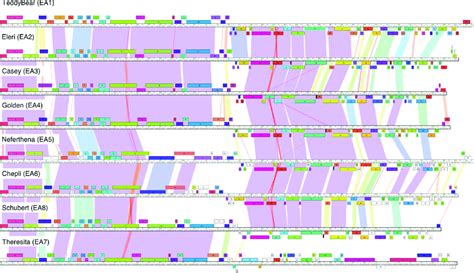 Pairwise Alignment Of Microbacterium Phage Cluster Ea Genomes A
