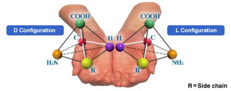 What Are L D And Dl Amino Acids Enhancing Life With Amino Acids