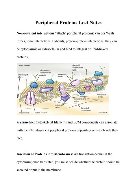 Peripheral Proteins Lect Notes Peripheral Proteins Lect Notes Non