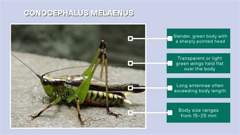 35 Types Of Katydids Identification With Pictures And Name