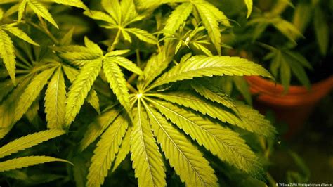 Nueva York Aprueba El Uso Recreativo De La Marihuana DW 31 03 2021