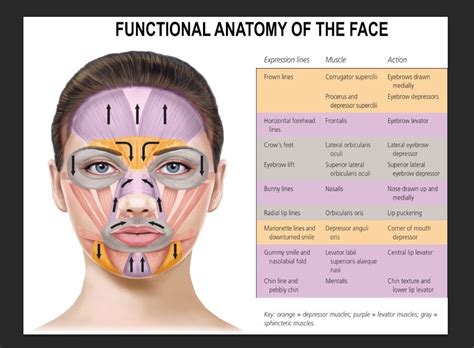 Functional Anatomy Of The Face Facial Mimetic Muscles Digital Etsy Uk