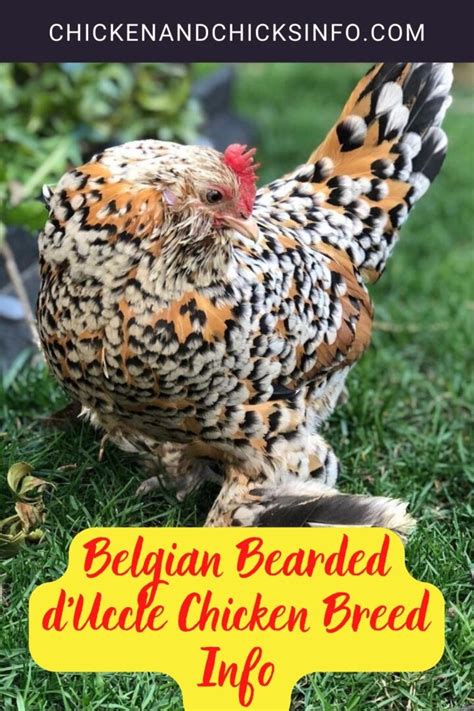 Belgian Bearded Duccle Chicken Breed Info Where To Buy Chicken