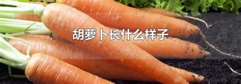 胡萝卜长什么样子 生活经验 生活小常识大全
