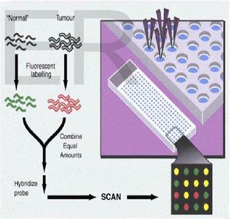 Figure 1 From Comparison Of Clustering Techniques For Microarray Image Segmentation Semantic