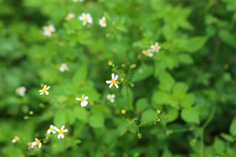 图片素材 性质 厂 草坪 草地 叶 绿色 草本植物 植物学 植物群 野花 宏观摄影 开花植物 年生植物 陆地植物