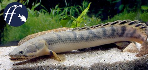 Polypterus Weeksii