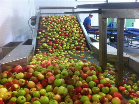 processing sorting grading sizing and packaging line for apples