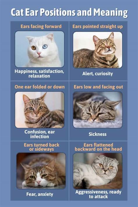 A Detailed Guide To The Cat Ear Positions Chart