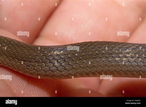 Rough Earthsnake Virginia Striatula Reptilia Stock Photo Alamy