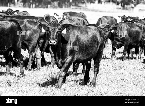 Monochrome Image Of A Herd Of Angus Cows And Calves In A Lush Spring