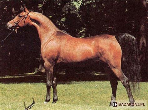 Bazakoni Pl Karta Konia Klacz Kajora [kaborr Edjora]