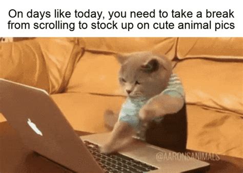 Cute Animal S