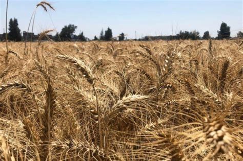 السياسة الصنفية لمحصول القمح لموسم 20242023 إرشادات وخدمات الأرض