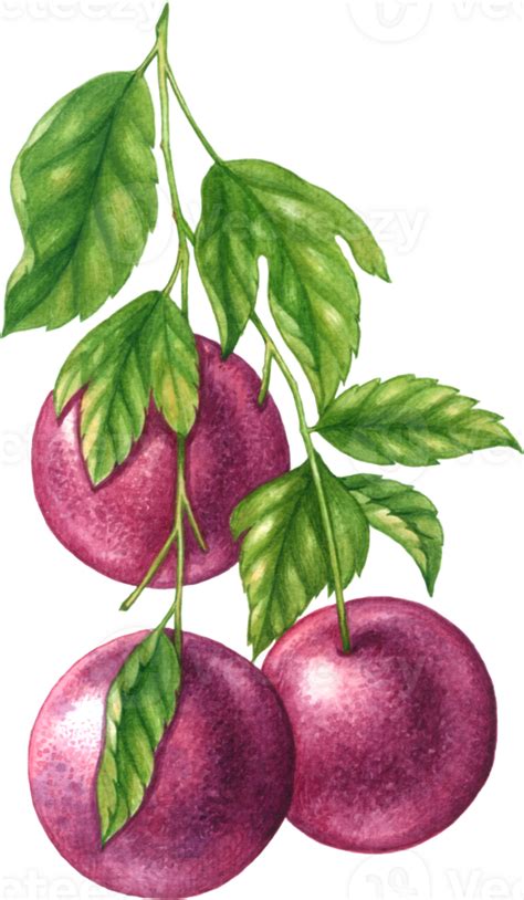 Passion Fruit Watercolor Elements Clipart 24656453 Png