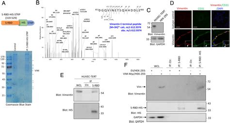Extracellular Vimentin Is An Attachment Factor That Facilitates Sars
