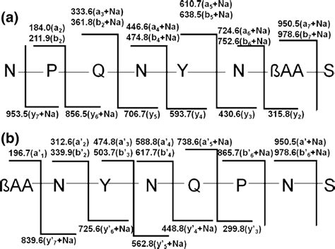 Peptide Sequence Assignments Of Mna Ion At Mz 10655 B Download Scientific Diagram