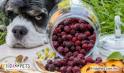 Antioxidantes Para Perros Conozca Los Beneficios Frida Pets