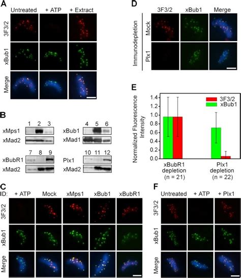 Plx1 Is Both Necessary And Sufficient To Phosphorylate The 3f32