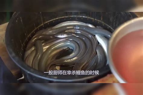 日本人刀工有多恐怖？鳗鱼刚要反咬一口，瞬间被剥皮！鳗鱼瞬间日本