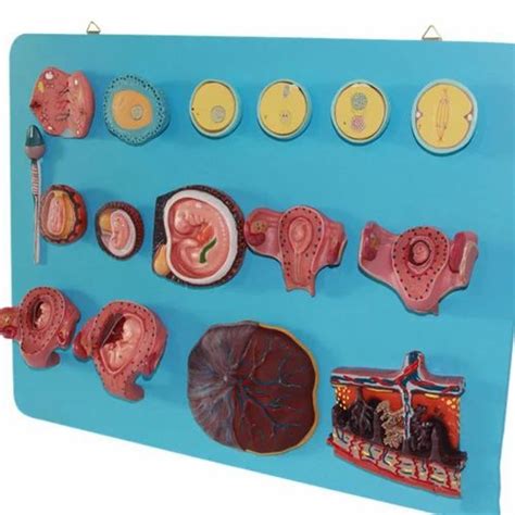 Polymerised Rubber Human Fertilization And Embryogeny Model At Best