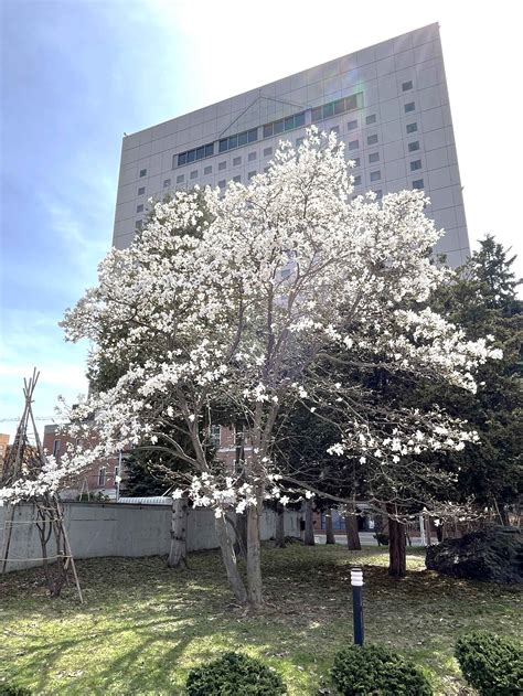 開花宣言 北緯43度46分の街に生まれて