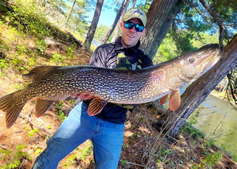 Huge Pike Caught In The Bwca Would Have Broken Minnesotas State Record