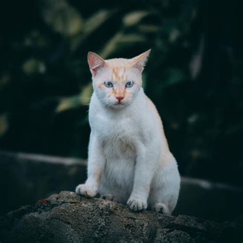 Premium Photo Cat On Stone Captured Nikon D3400 With Nikkor 70 300mm